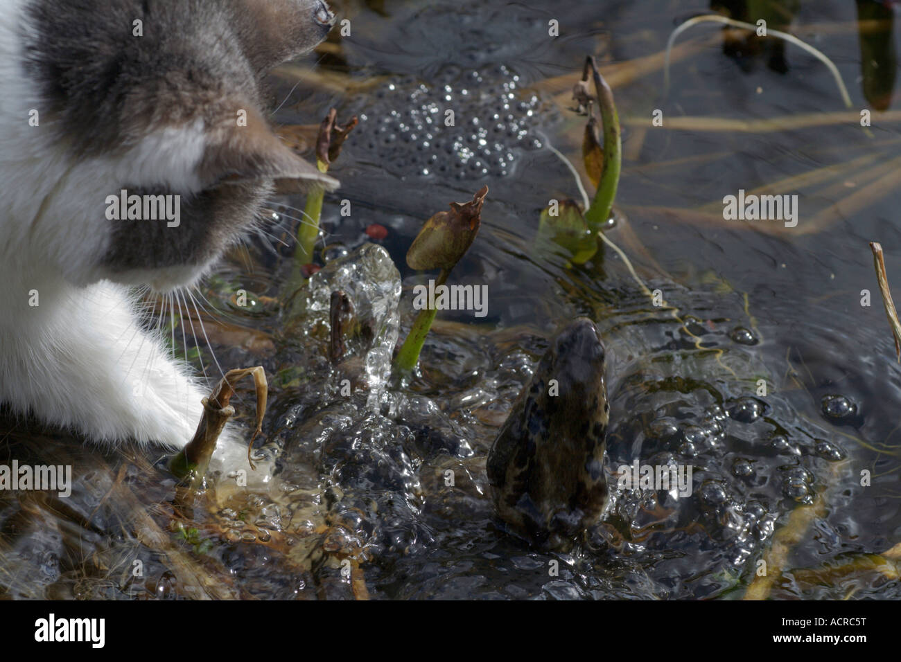 Cat hunting frogs series 5 Stock Photo - Alamy