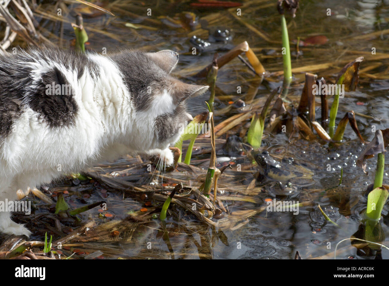 Stalking cat hunting frogs series 4 Stock Photo - Alamy