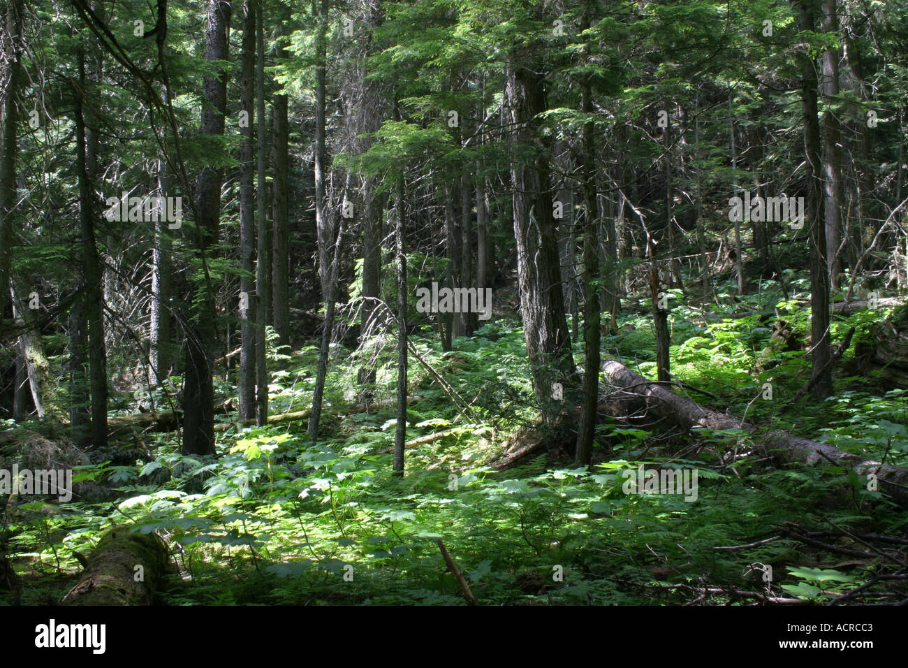 Western Hemlock Trees in an Ancient Forest at Hemlock Grove in Glacier ...