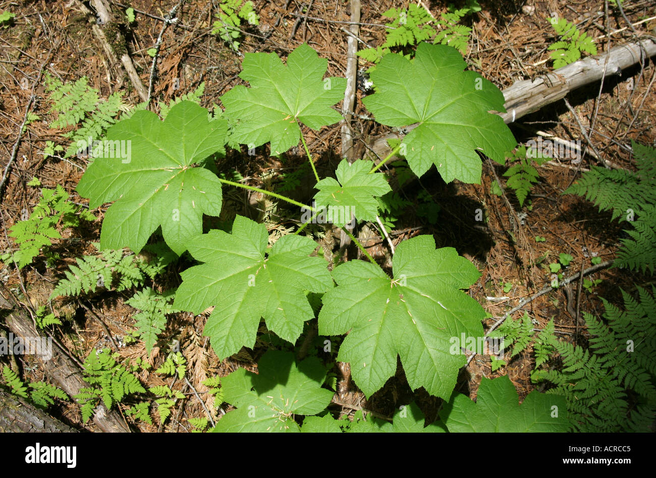 Ancient Forest Plants in the Columbia Mountains of Canada Stock Photo ...
