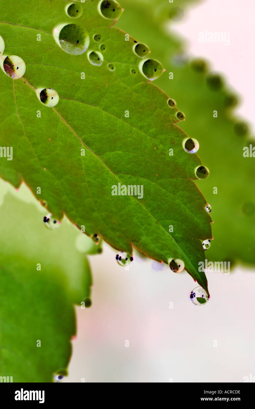 Inverted drop hi-res stock photography and images - Alamy