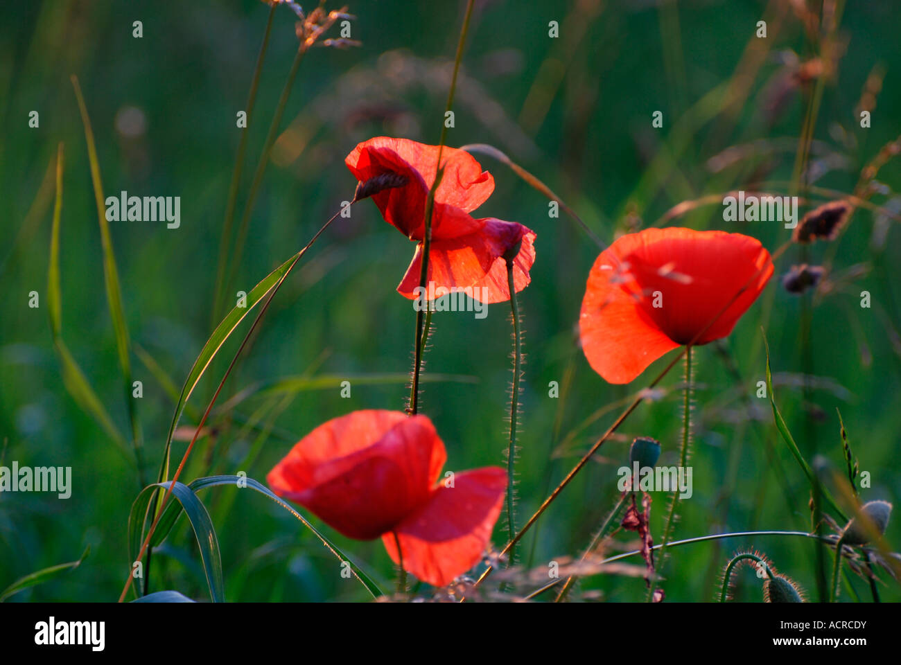Three red poppies in a field Stock Photo - Alamy