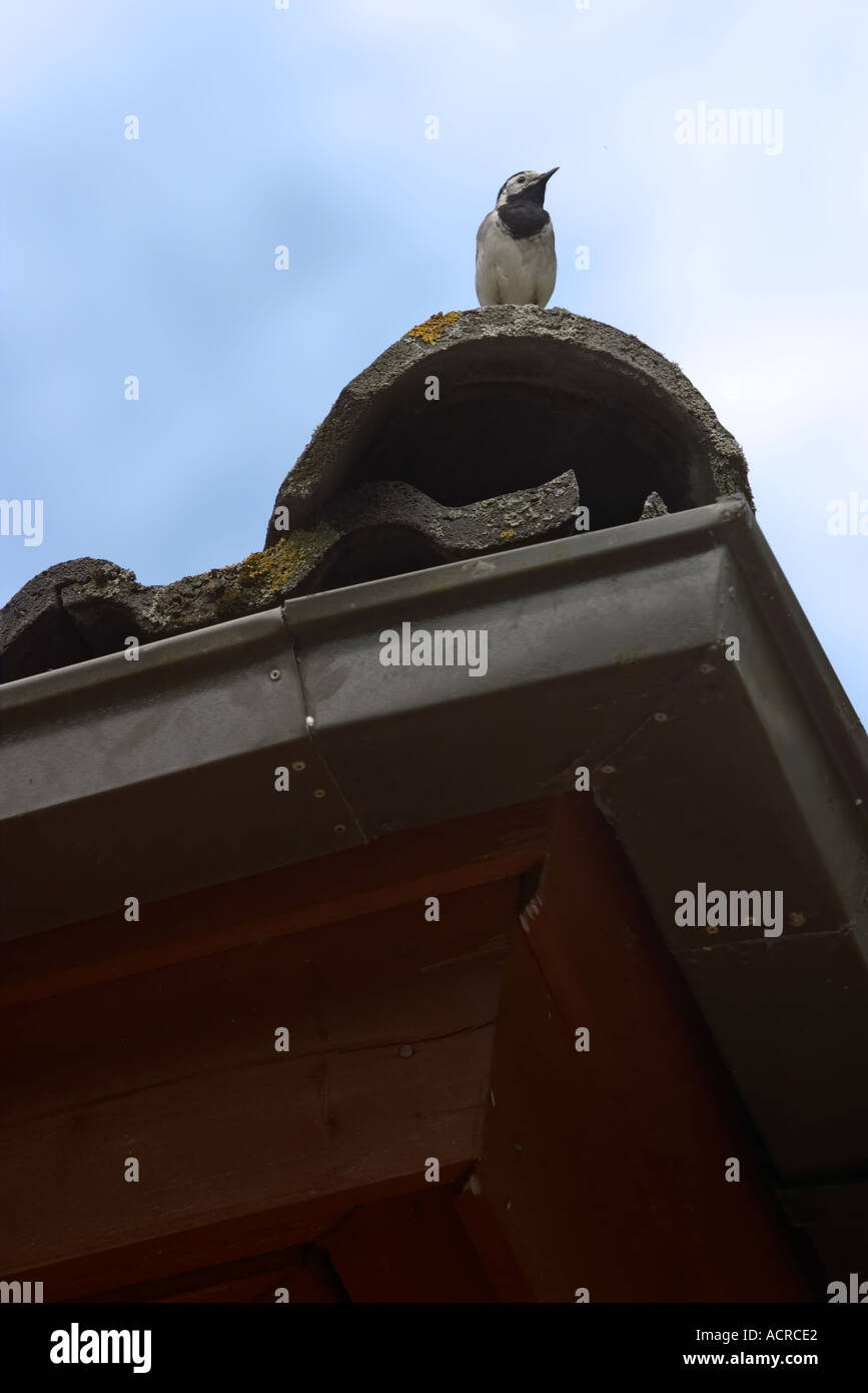 White Wagtail bird on a roof ledge, Kirkkonummi, Finland Stock Photo ...
