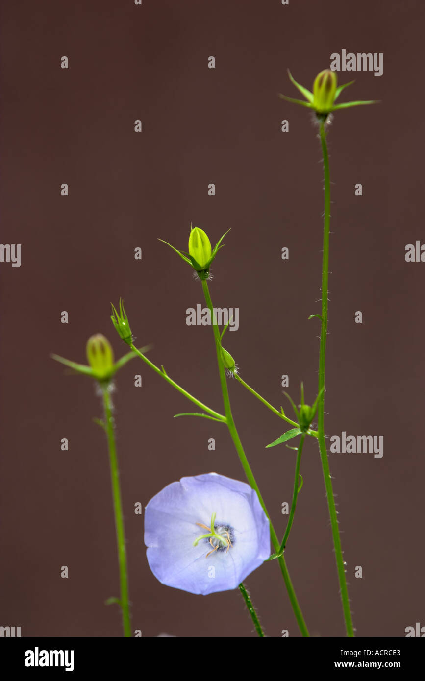 Campanula carpatica Blue Clips Stock Photo - Alamy