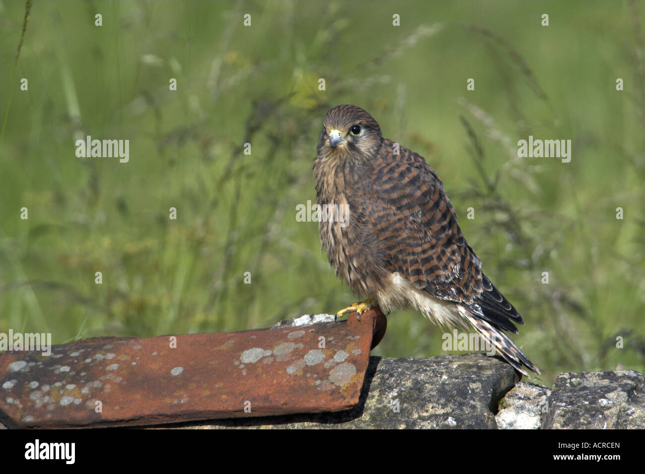 Common Kestrel Falco tinnunculus immature perched on a stone wall ...