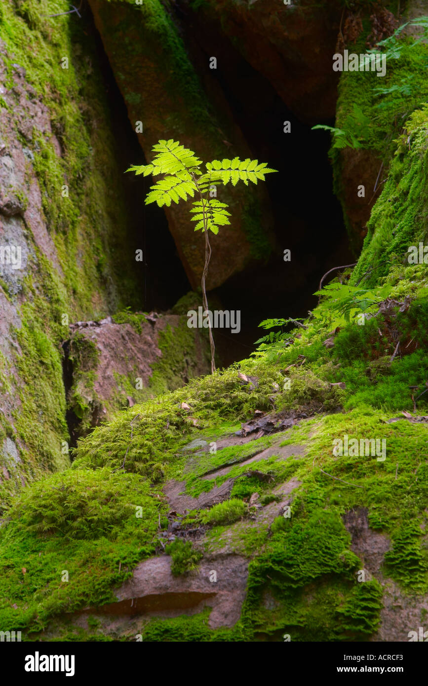 European mountain ash seedling Stock Photo - Alamy