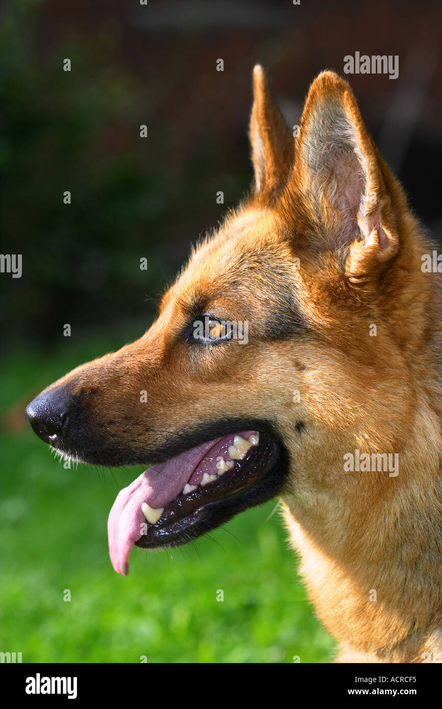 Guard dog teeth german shepherd portrait of german shepherd hi-res ...