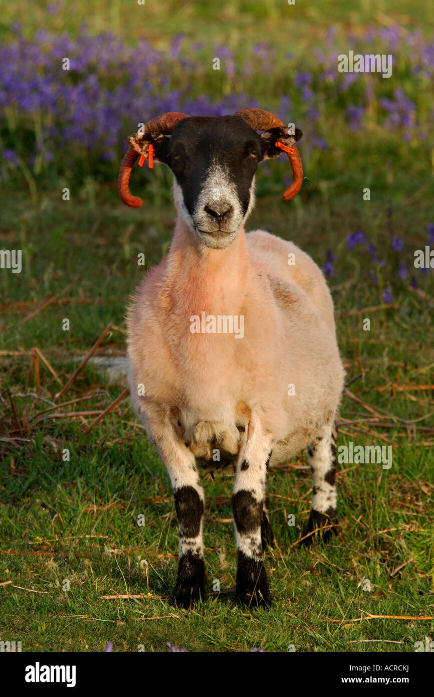 Upright horns hi-res stock photography and images - Alamy