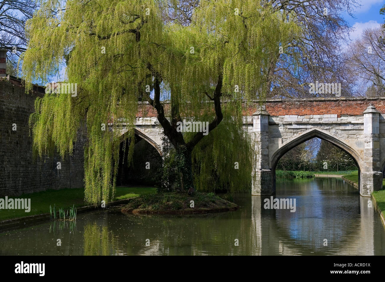 Weeping willow hi-res stock photography and images - Alamy