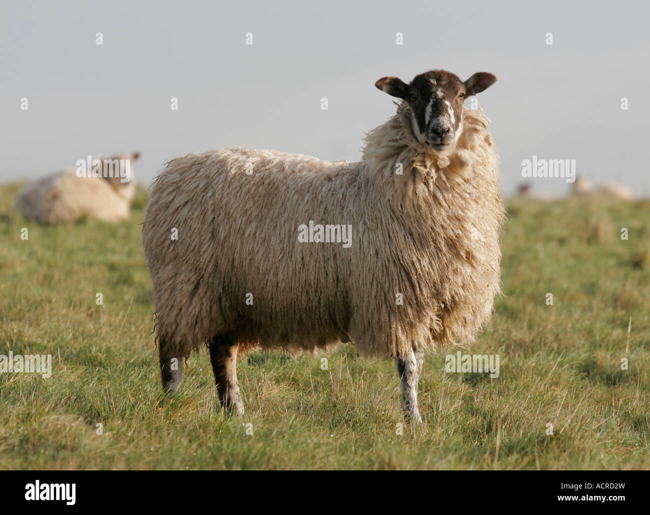 Side view of a sheep looking at the camera Stock Photo - Alamy