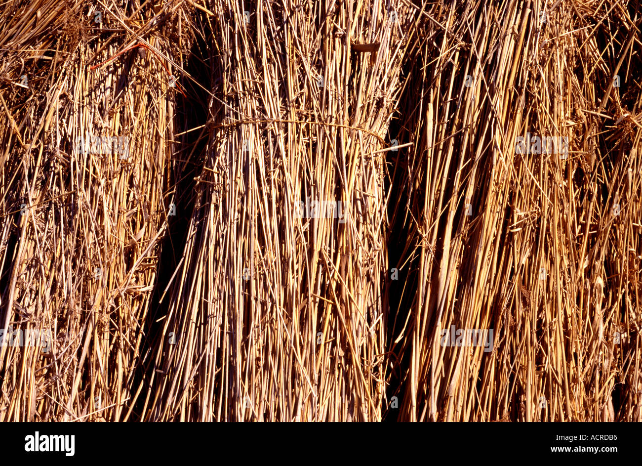 Reeds for thatching hi-res stock photography and images - Alamy
