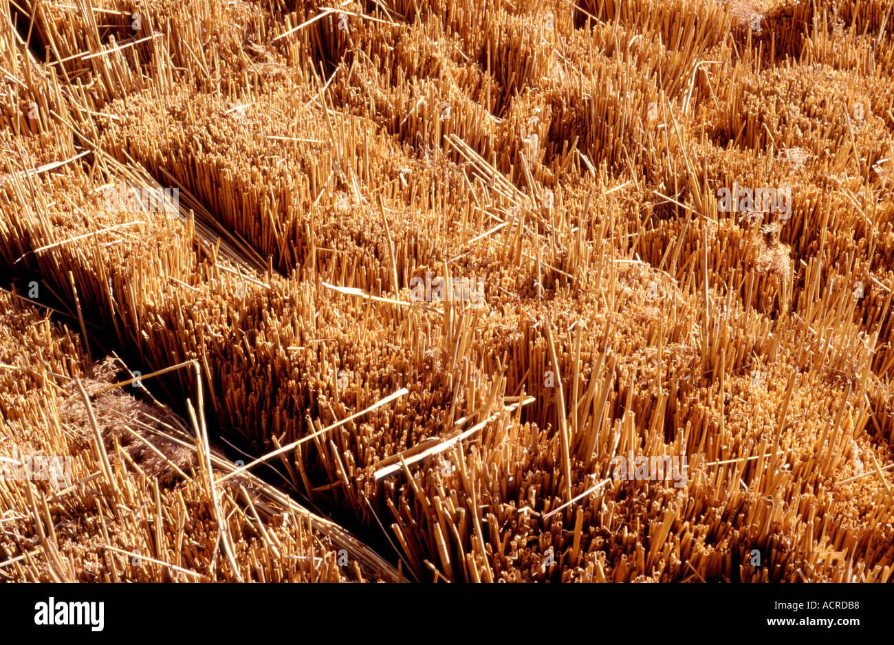 DRY REEDS FOR THATCHING ENGLAND UK Stock Photo - Alamy