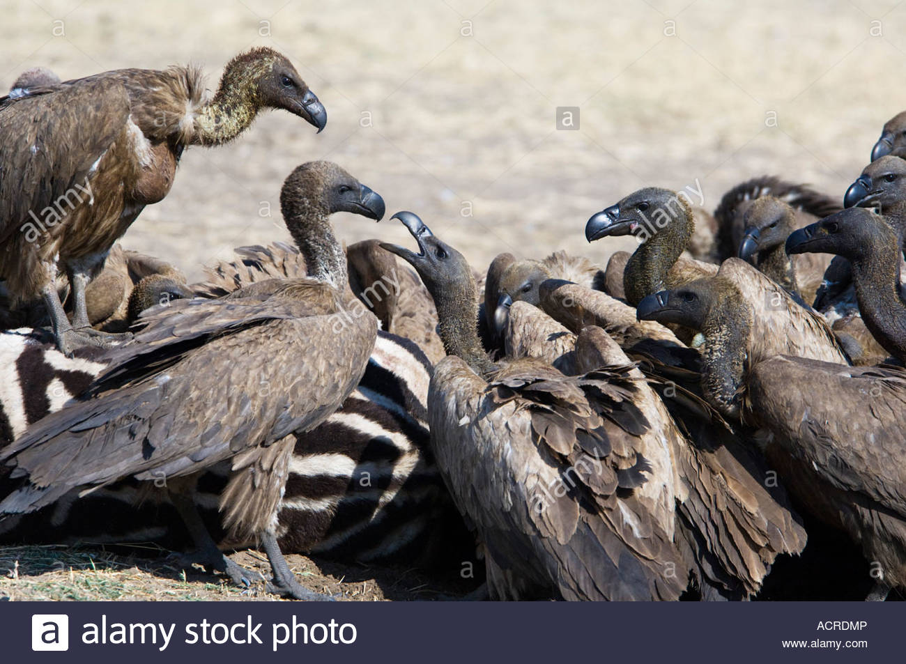 Zebra Kill Stock Photos & Zebra Kill Stock Images - Alamy