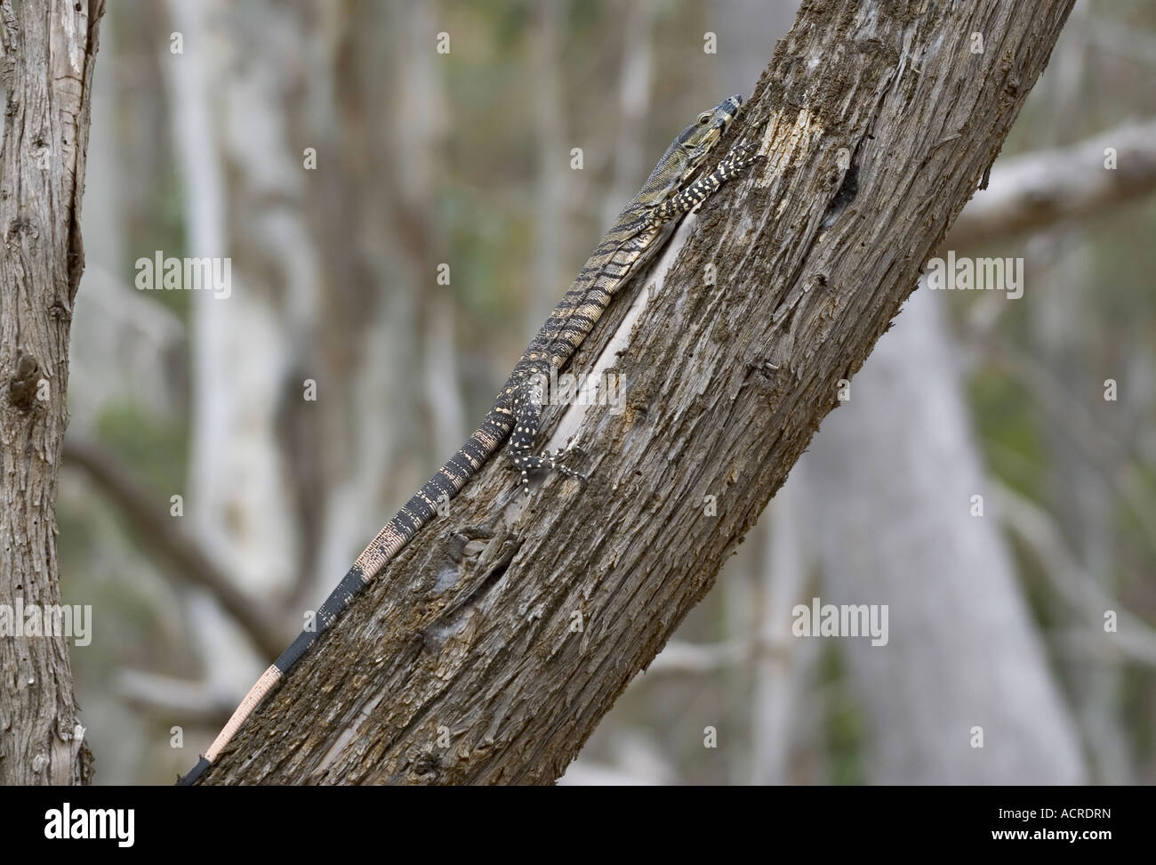 a rather sleek lace monitor goanna is climbing up a tree branch Stock ...