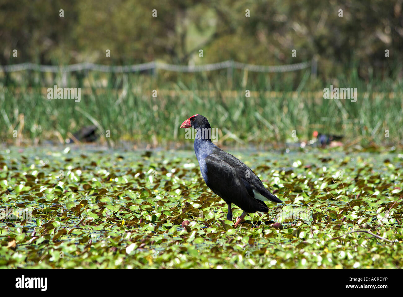 a water hen is wandering around the lilypads in the wetlands Stock ...