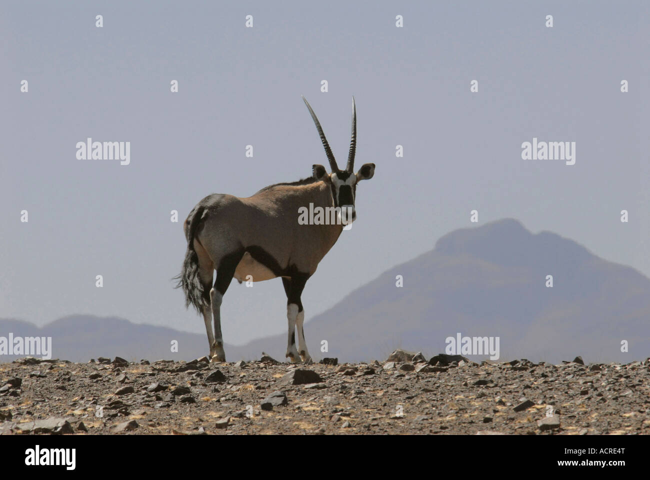Male Oryx Damaraland Namibia Southern Africa Stock Photo - Alamy