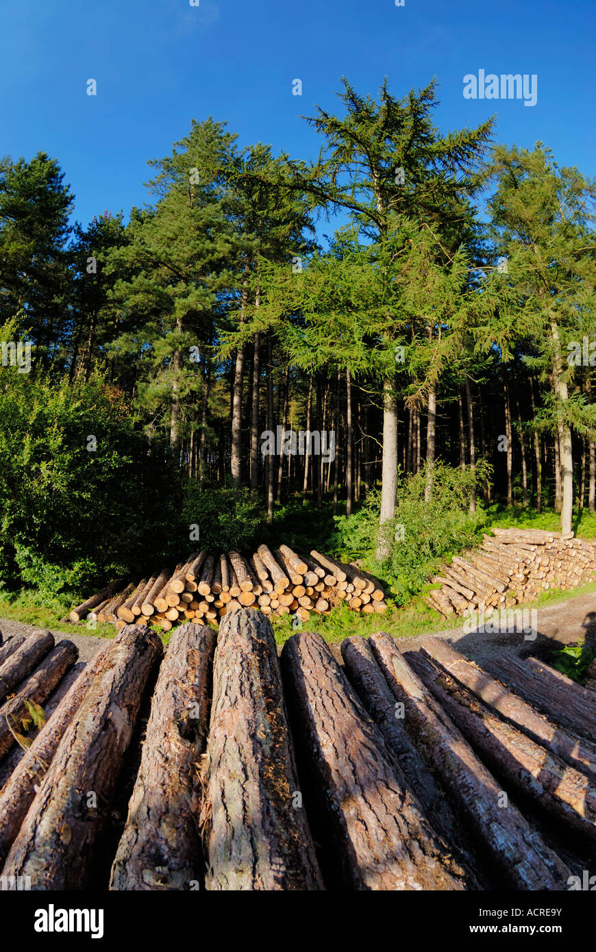 Delamere Forest, a 950 hectare area of mixed deciduous and evergreen ...
