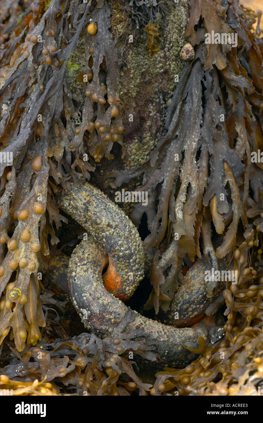 seaweed covered chain link on harbour side Roseland Cornwall Stock ...