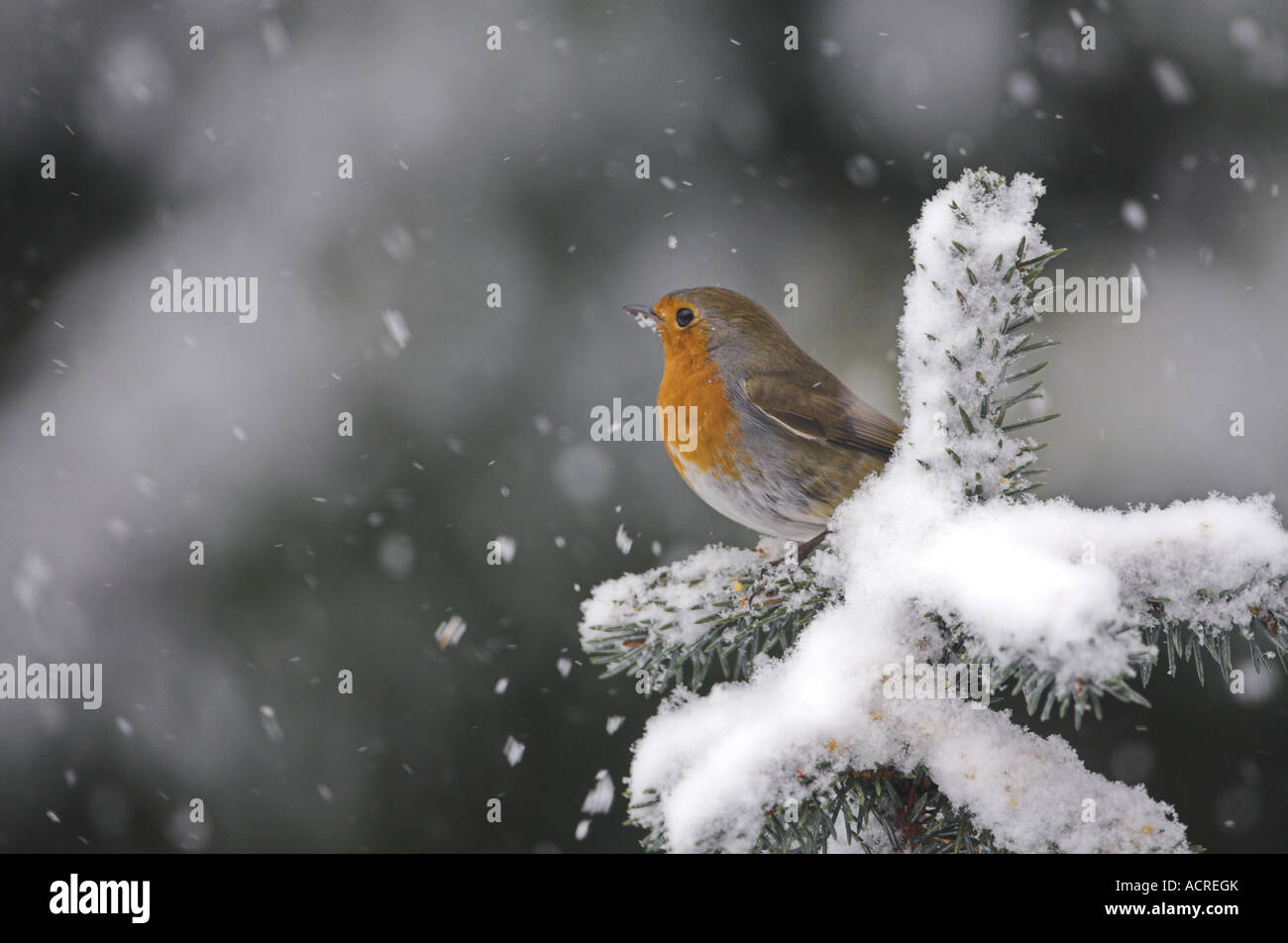Robin In Snow Stock Photo - Alamy