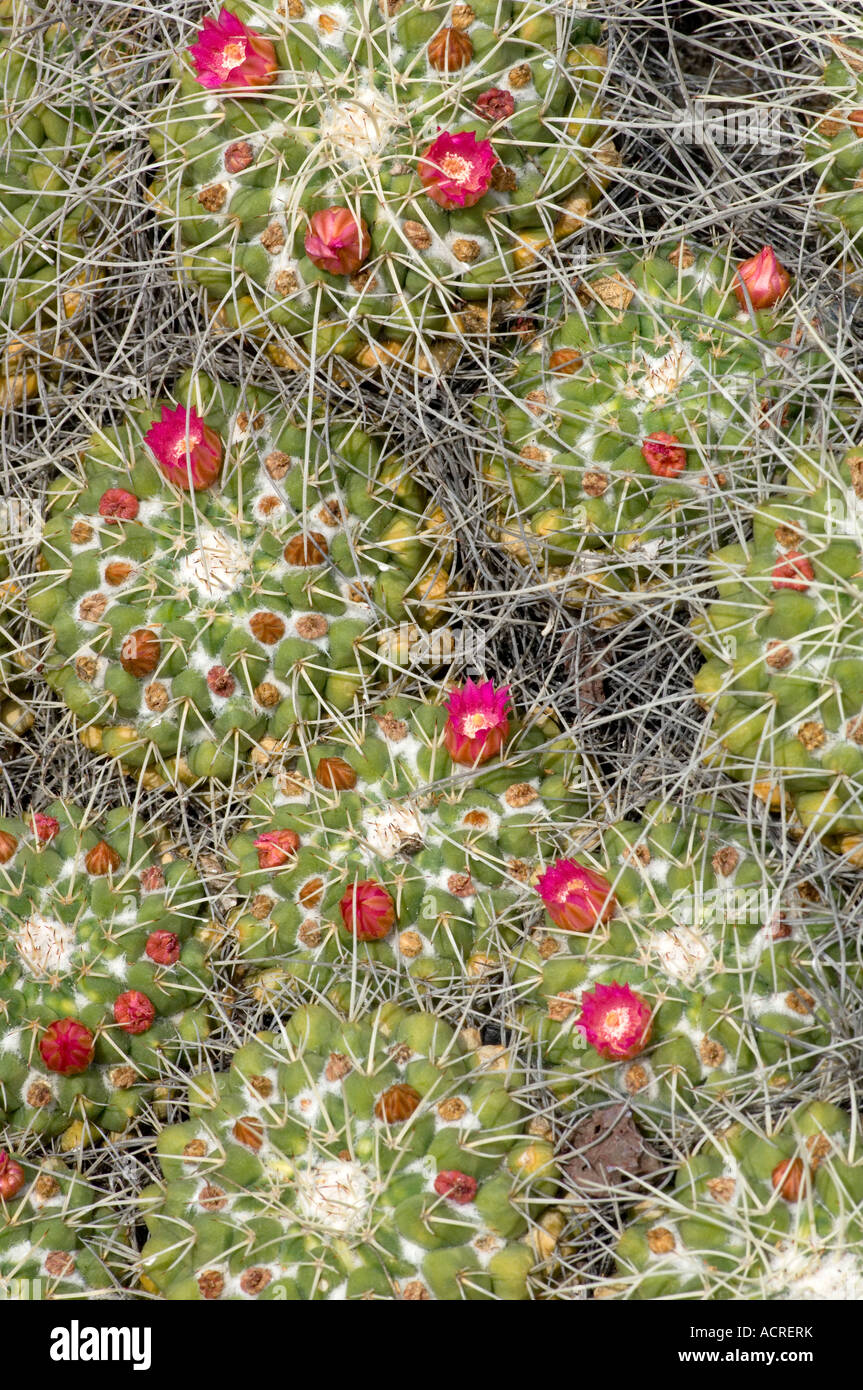 A number of small round cacti together Stock Photo - Alamy