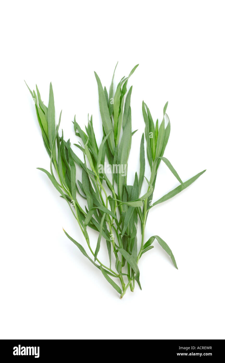 Taragon Cut Out Stock Images & Pictures - Alamy