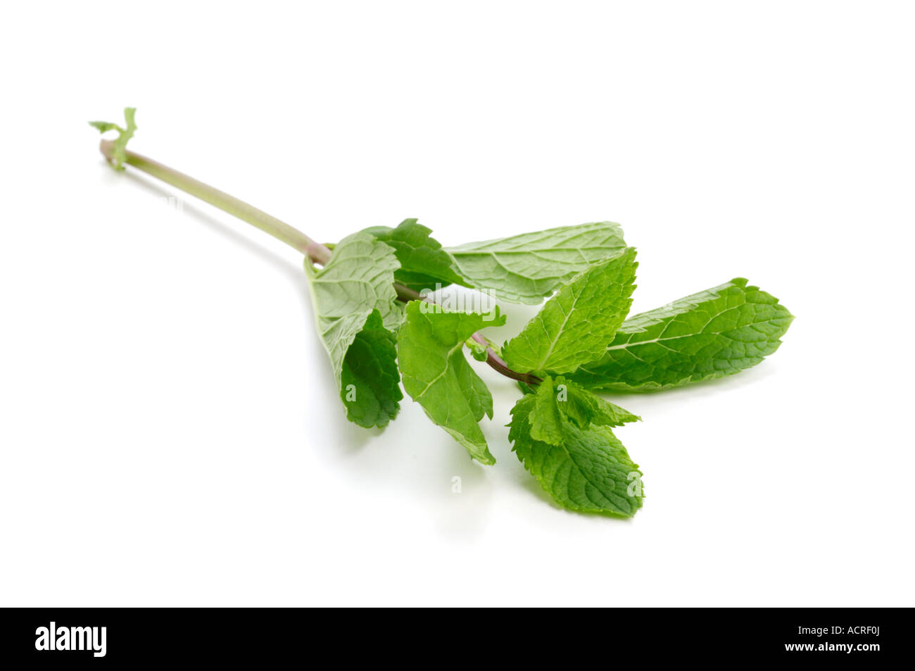 Spear mint plant Cut Out Stock Images & Pictures - Alamy
