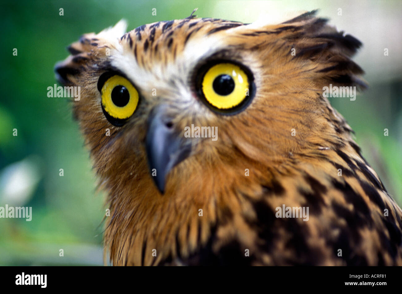 Buffy Fish Owl Stock Photo - Alamy