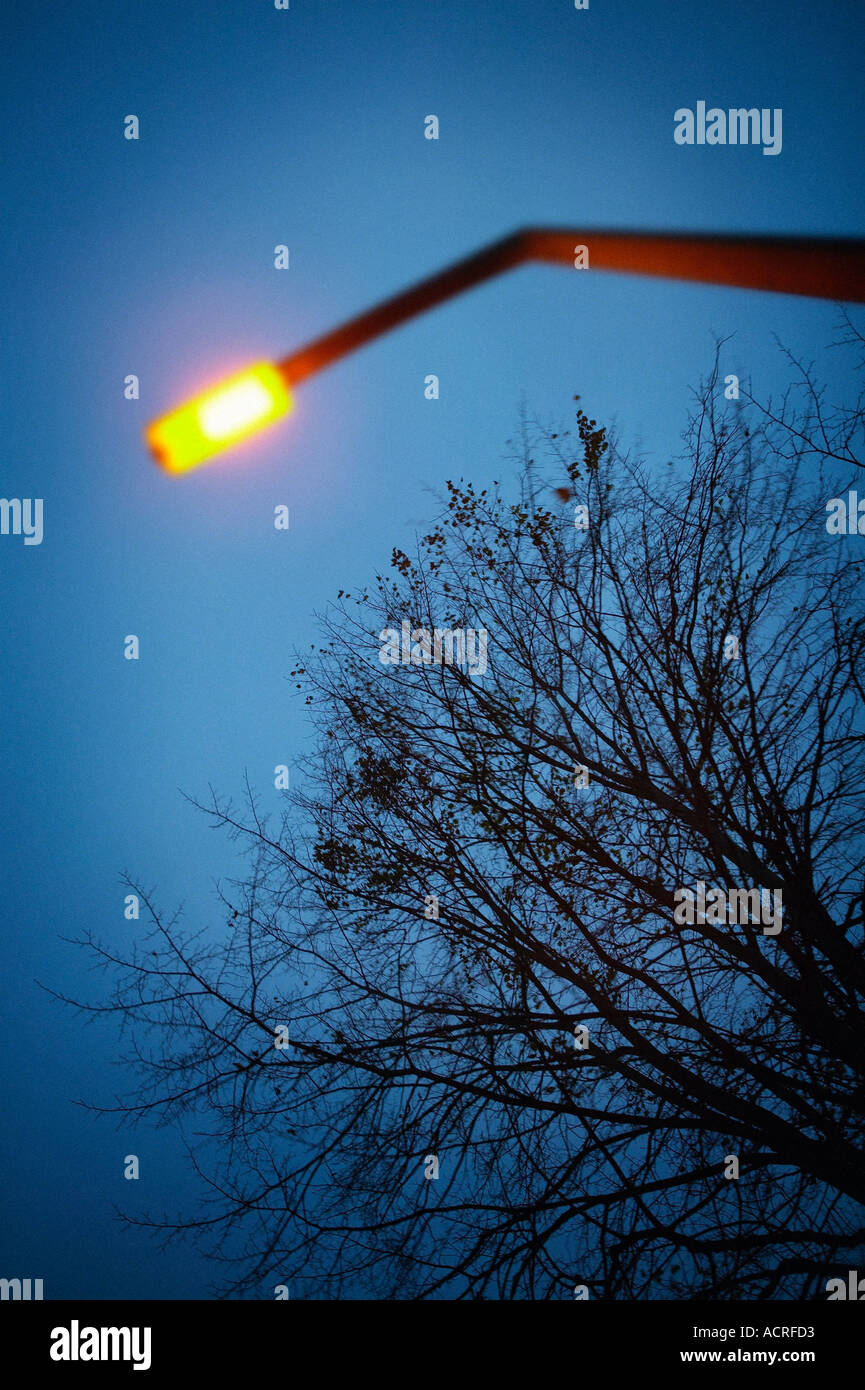 LAMP POST AND TREE AGAINST NIGHT SKY Stock Photo - Alamy