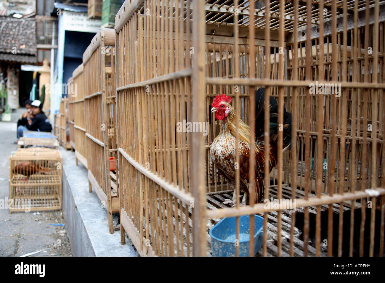 An Indonesian Rooster at Yogyakartas Bird Market Central Java Indonesia ...