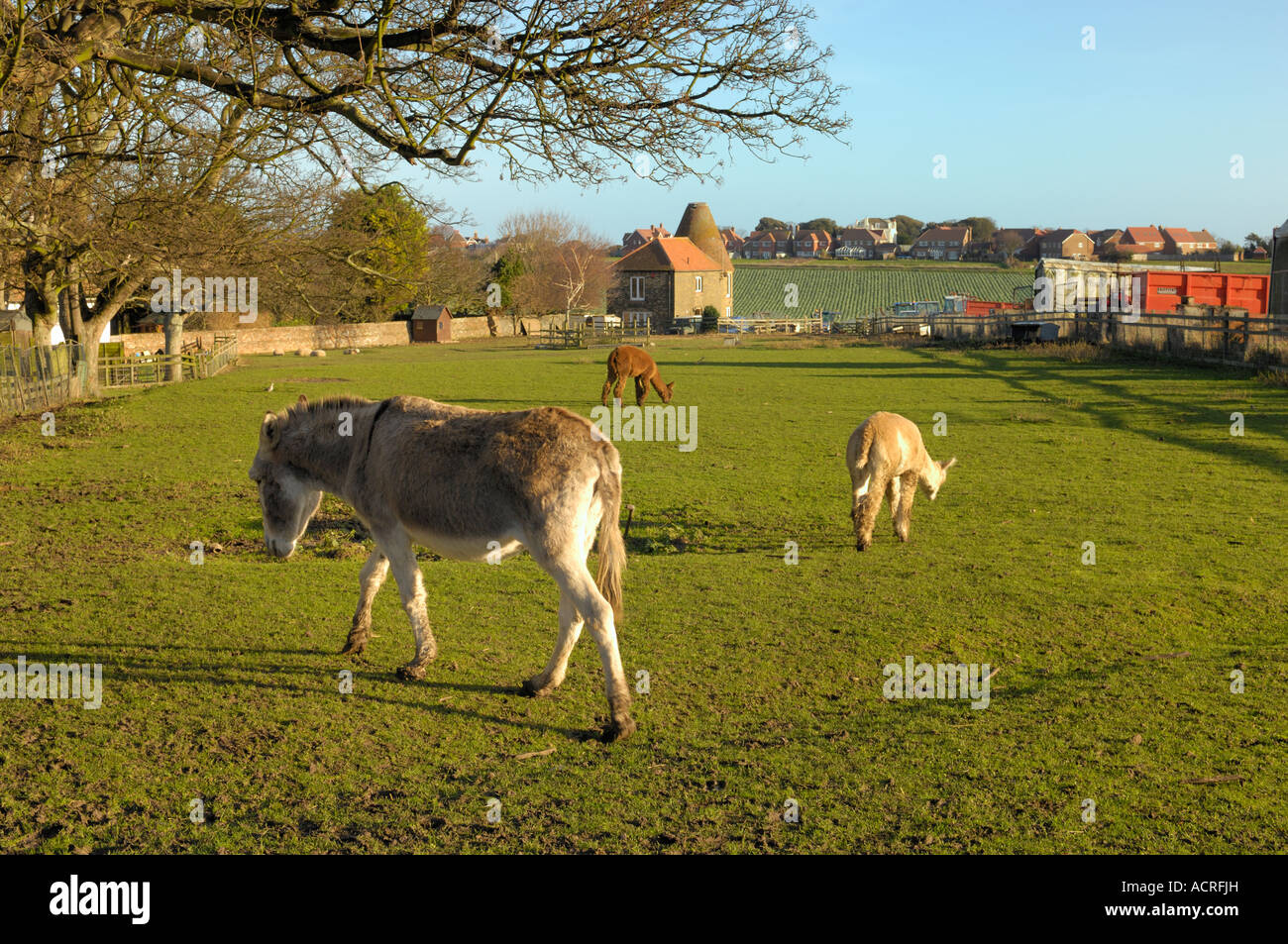 Donkey and Alpacas in a field Elmwood Farm Broadstairs Kent England ...