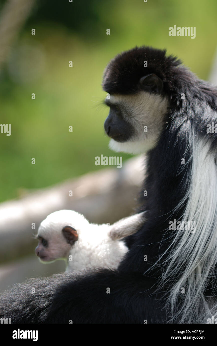 Colobus abyssinicus hi-res stock photography and images - Alamy