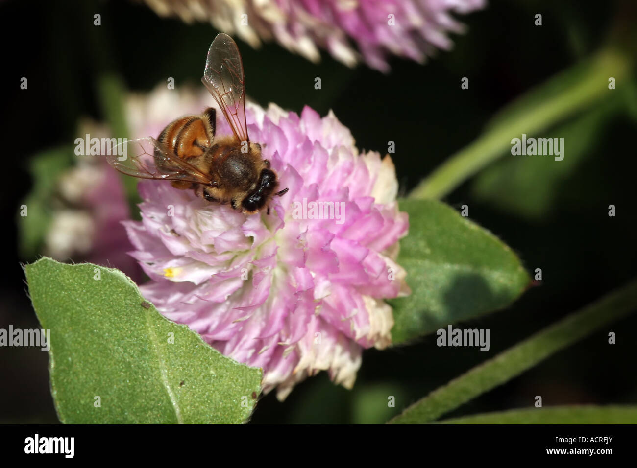 Bee on Purple and Pink Globe Amaranth Stock Photo - Alamy