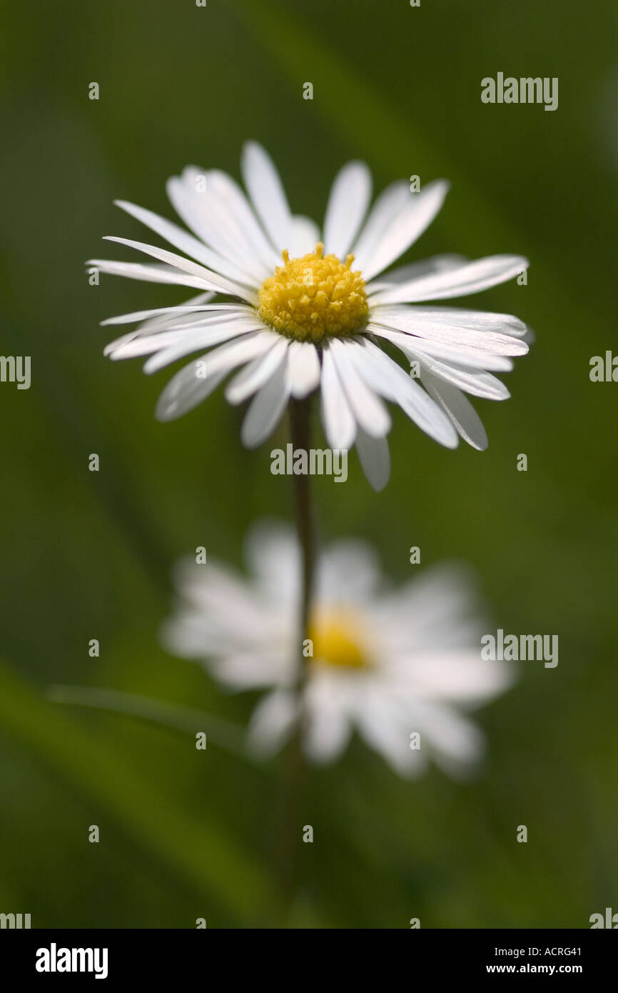 British Wildflowers. Daisy, well named as day's eye, by Chaucer, for ...