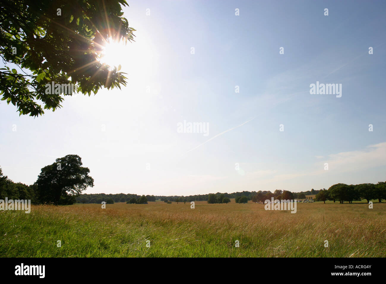 Sky Trees Grass Stock Photo - Alamy