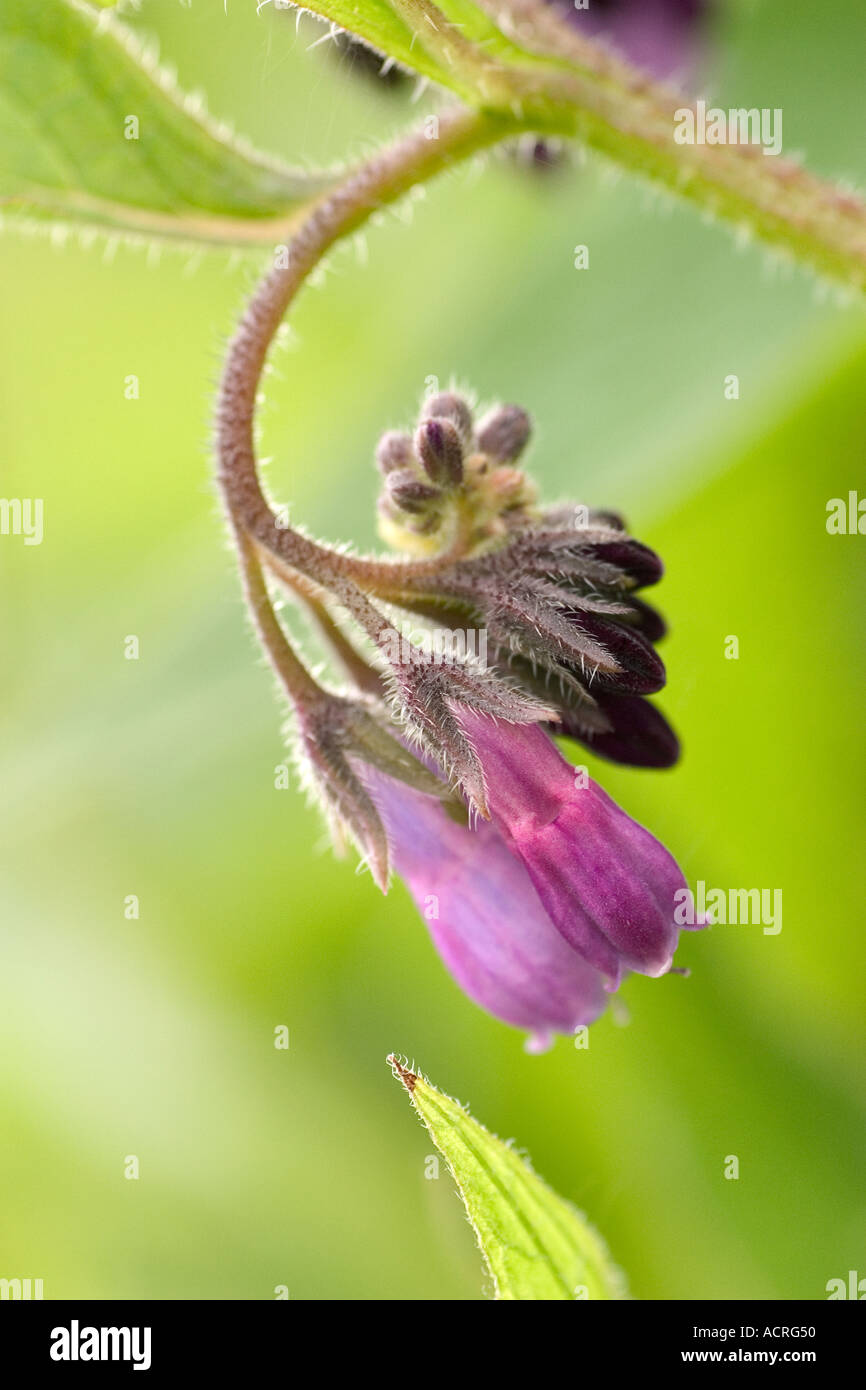 British Wildflowers Common Comfrey Stock Photo - Alamy