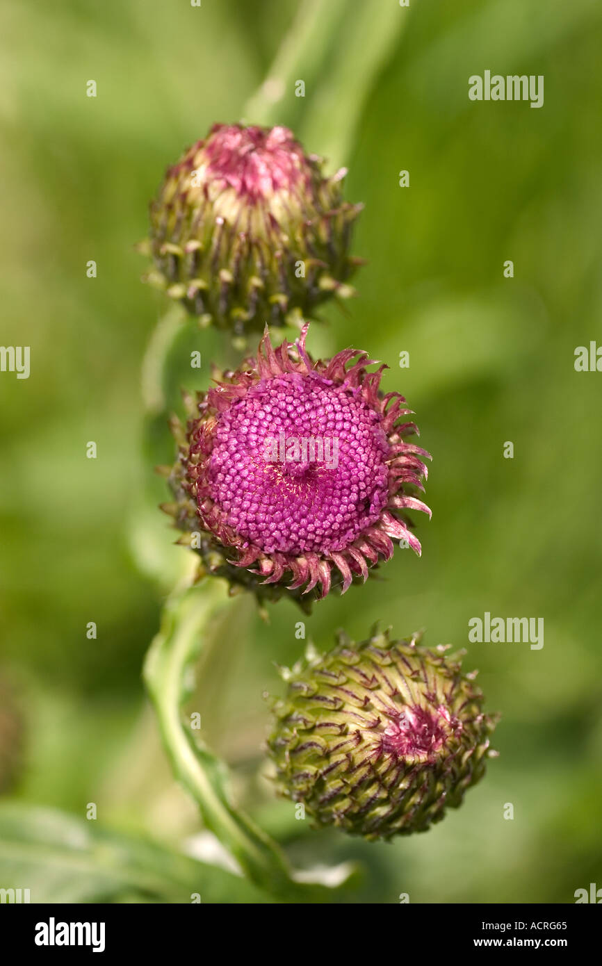 British Wildflowers Macro shot of Melancholy Thistle buds, showing ...