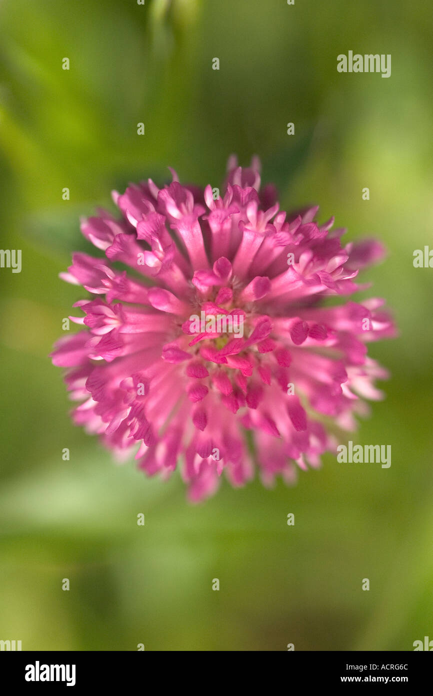 Crop rotation clover hi-res stock photography and images - Alamy