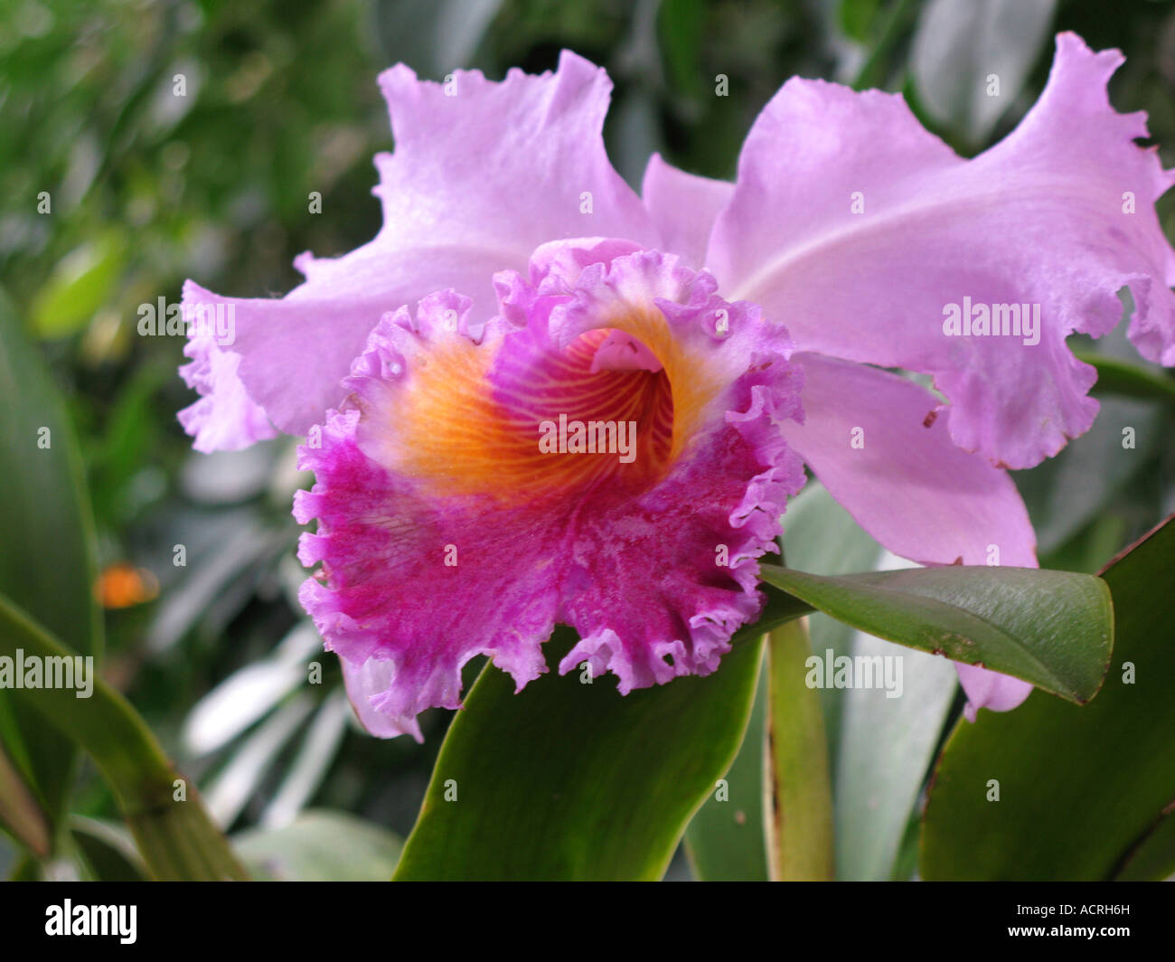 Purple Cattleya orchid pink flower Stock Photo - Alamy