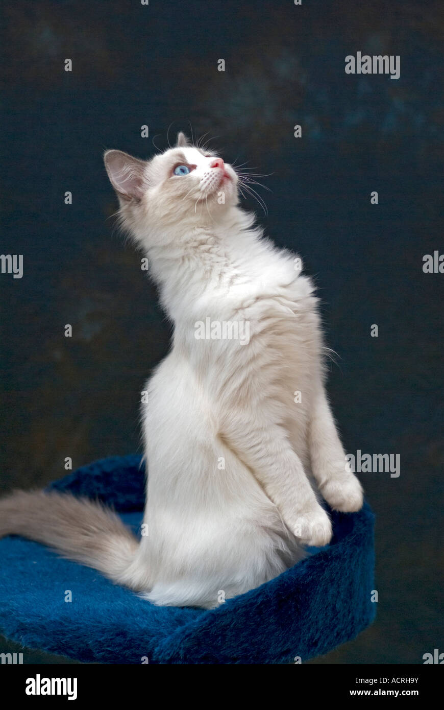 Young male blue bicolour Ragdoll kitten age four months' reaching to ...