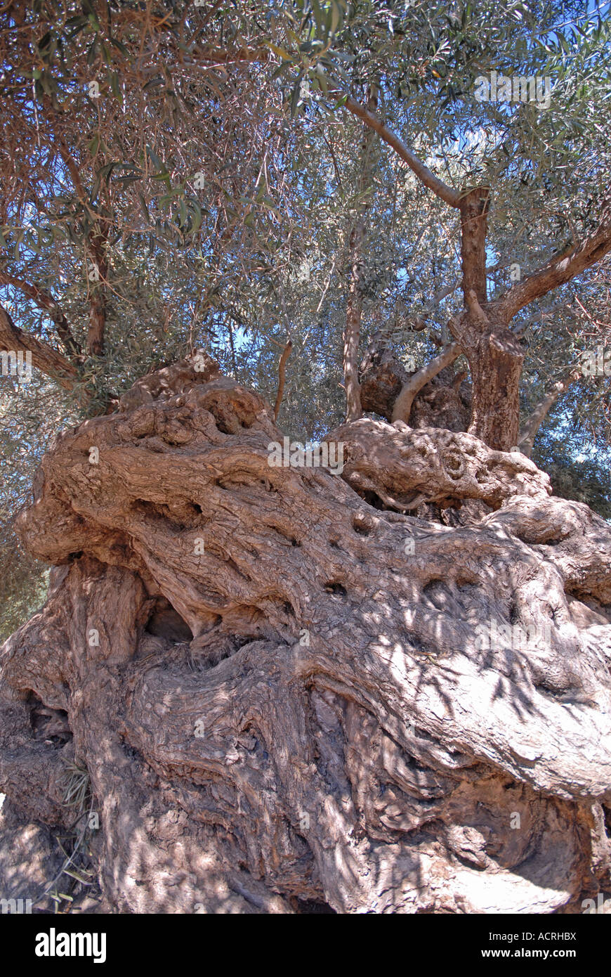 One thousand year old tree hi-res stock photography and images - Alamy
