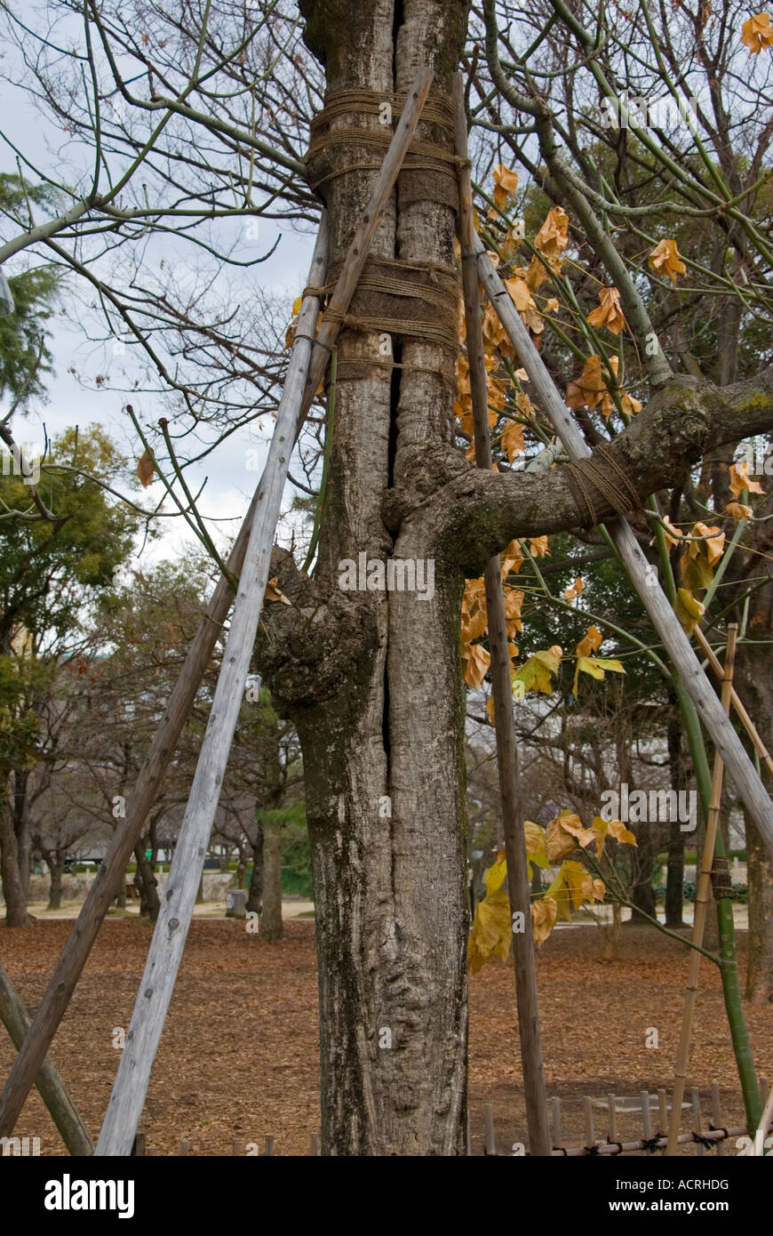 Chinese Parasol Tree Varnish Tree