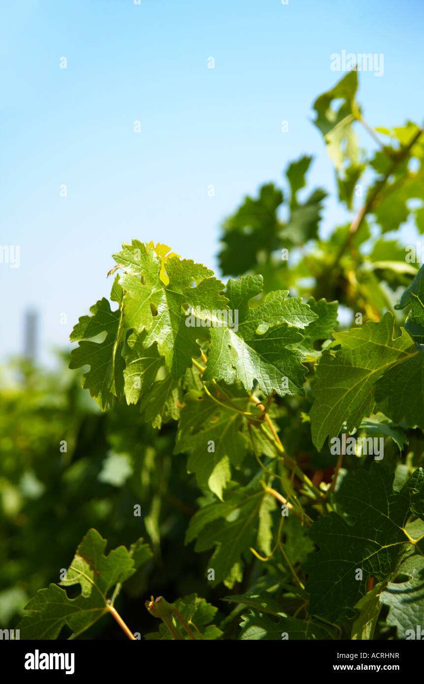 Vineyard Soil Type High Resolution Stock Photography and Images - Alamy
