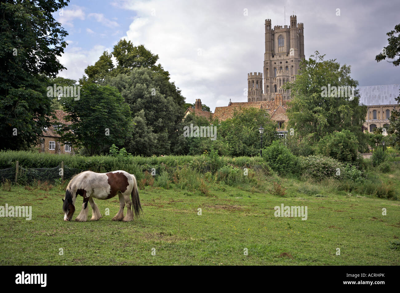 Ely, Cambridgeshire, England. A view of a Suffolk punch horse in the ...