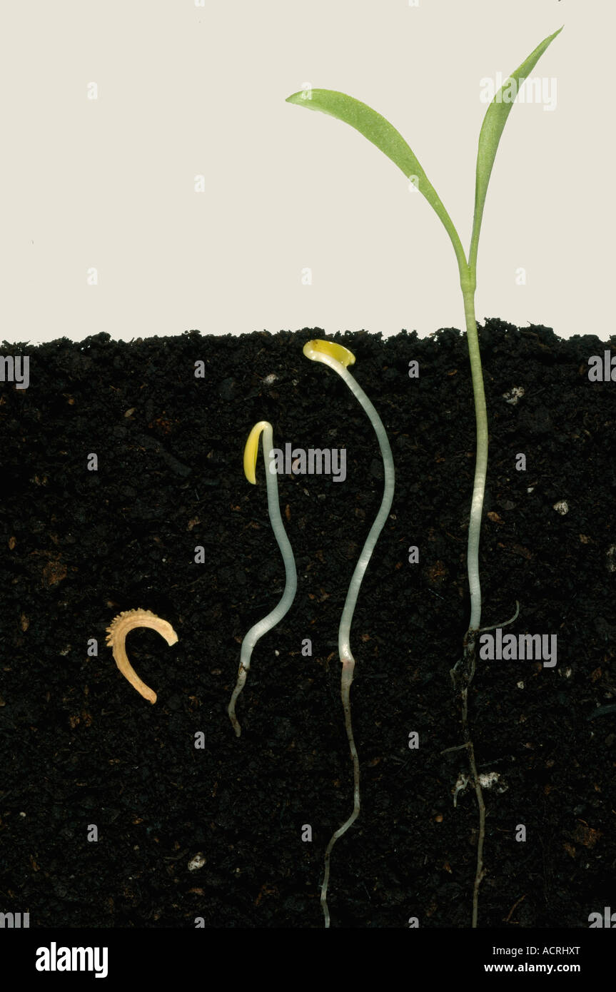 Cotyledon seed germination hi-res stock photography and images - Alamy