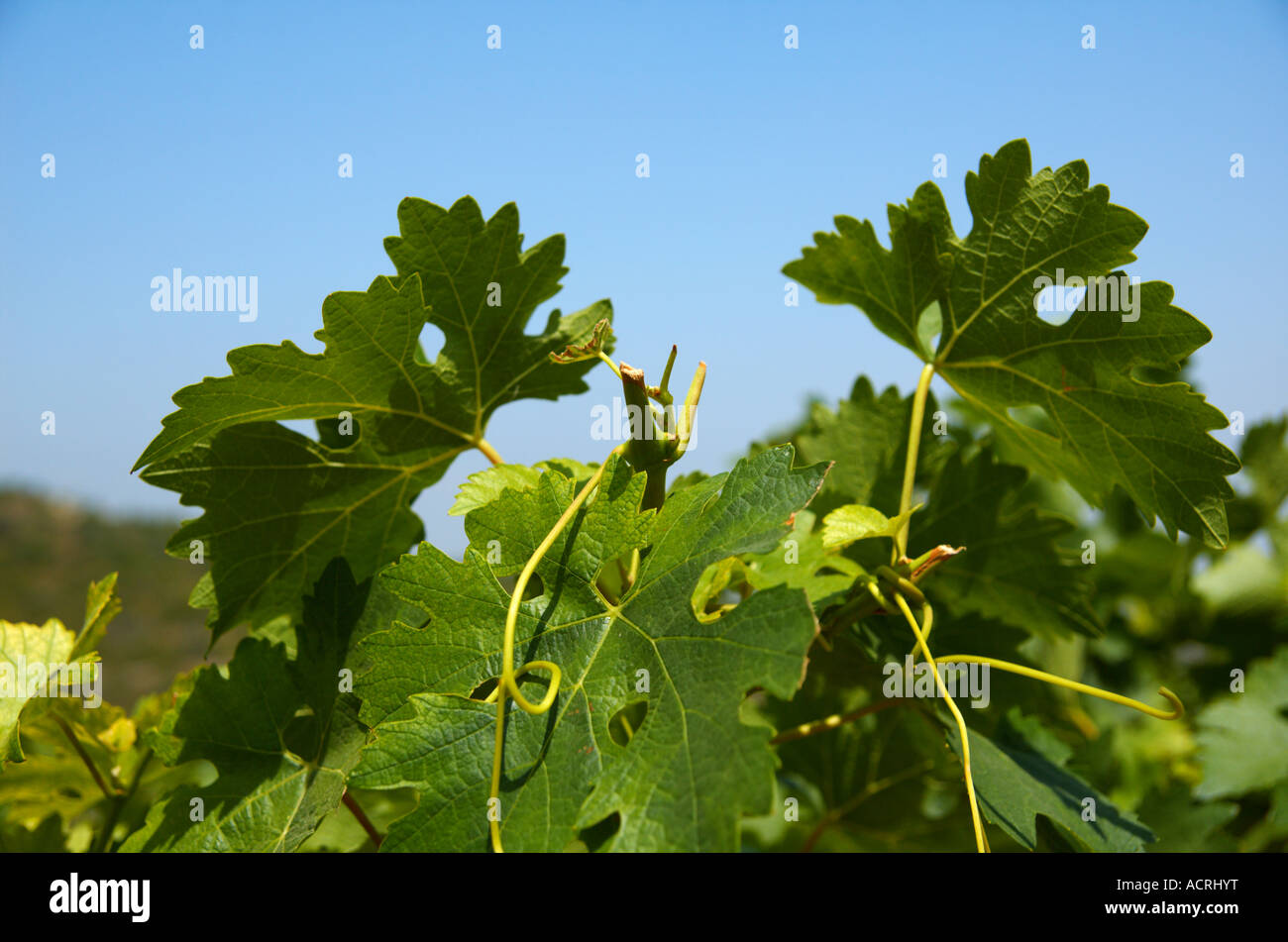 Vineyard Soil Type High Resolution Stock Photography and Images - Alamy