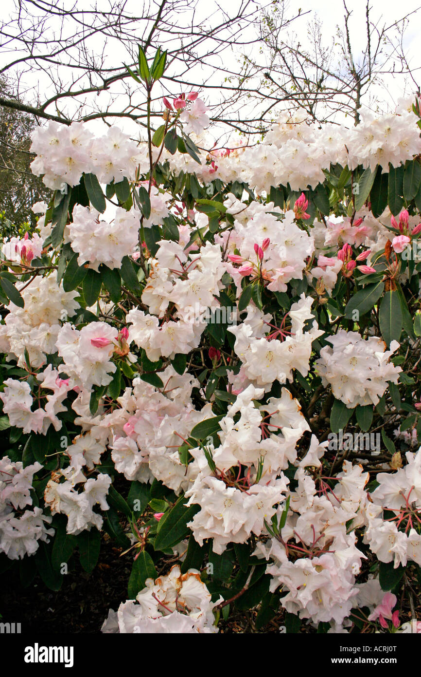 HORTICULTURE. RHODODENDRON DECORUM. AZALEA. ERICACEAE Stock Photo - Alamy