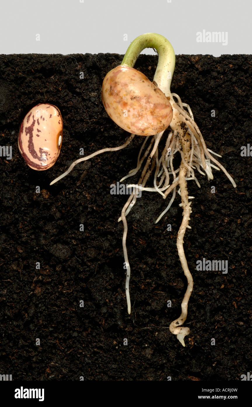 Roots showing through soil hi-res stock photography and images - Alamy