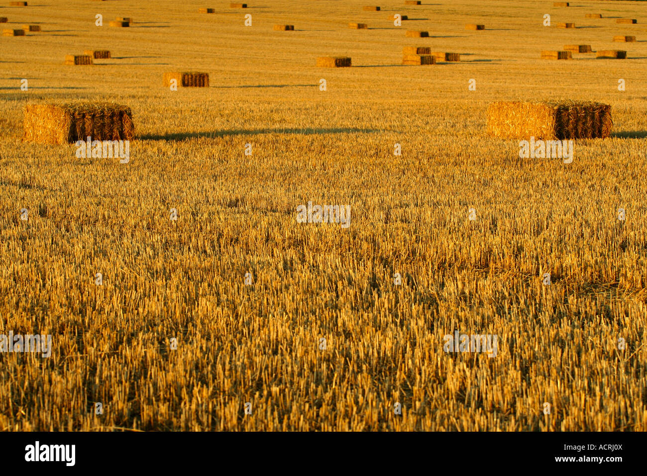 Hay bales scattered across golden field hi-res stock photography and ...