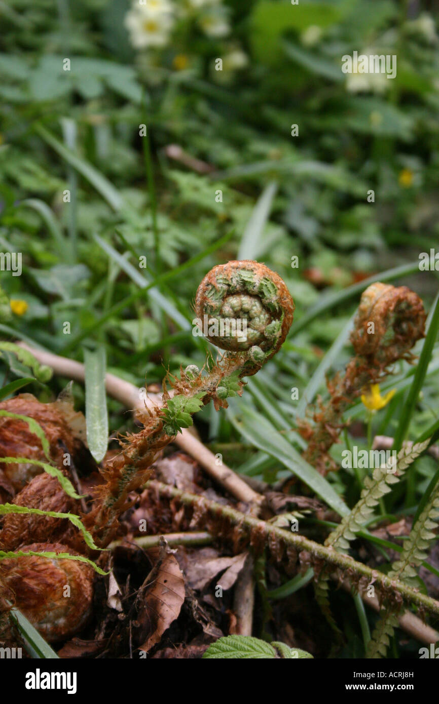 Filicopsida wood hi-res stock photography and images - Alamy