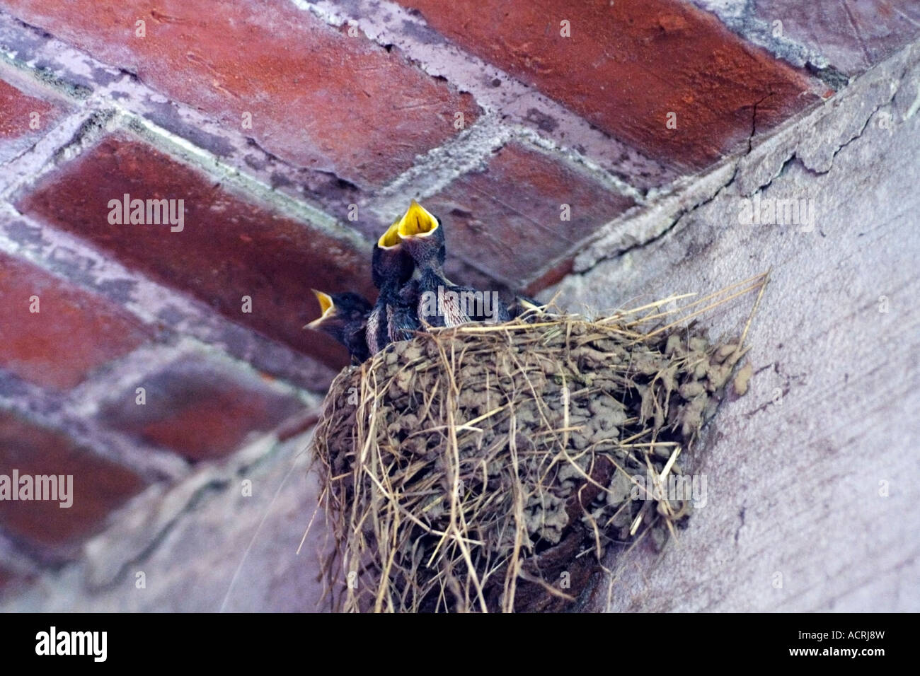 Young swallows in nest Stock Photo - Alamy